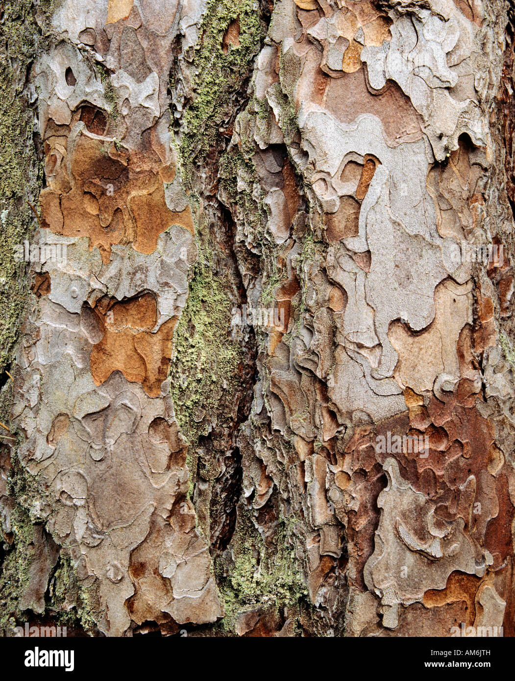 Mountain pine, bark structure Stock Photo - Alamy