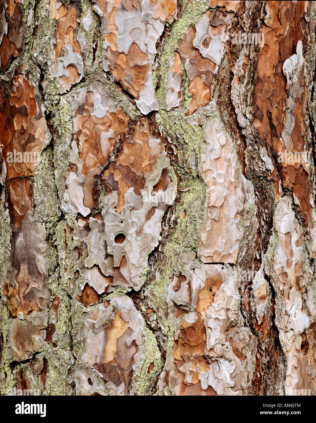 Mountain pine, bark structure Stock Photo - Alamy