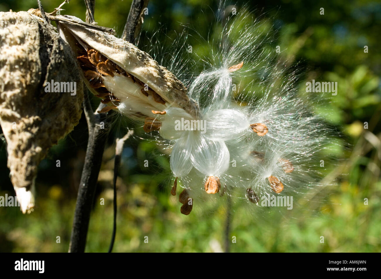 Closeup of a dried milkweed pod and white seeds Asclepias incarnata ...
