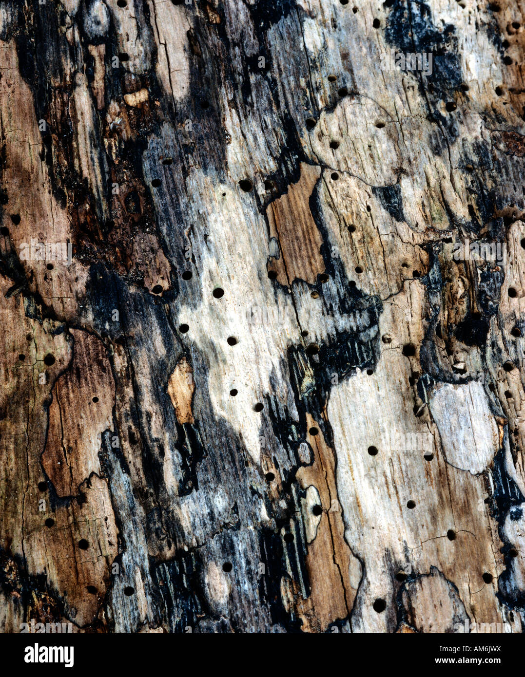 Colourful bark structure Stock Photo - Alamy