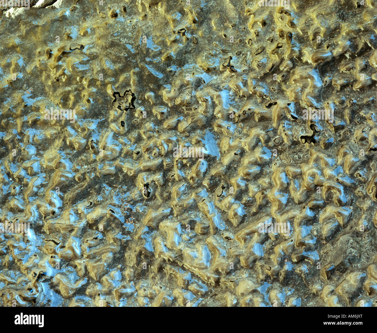 Algae inclusion in frozen rock, detail Stock Photo - Alamy