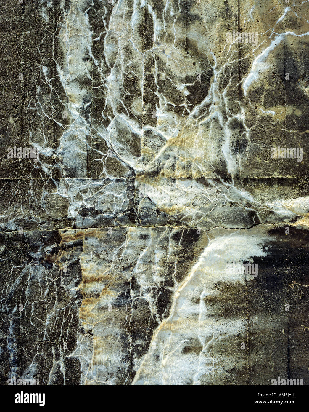 Fungal infestation on the concrete of a bridge Stock Photo - Alamy