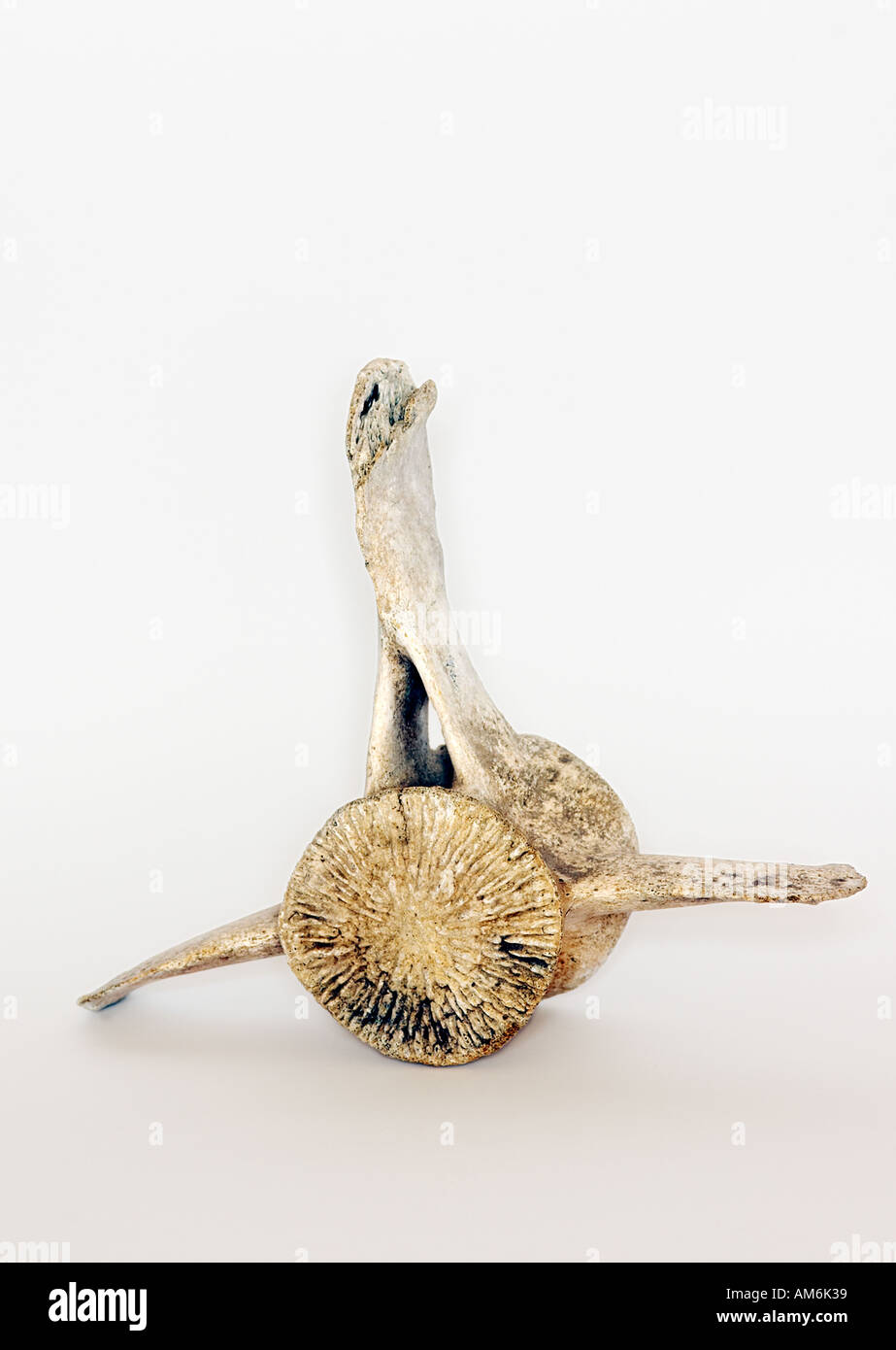 Whale backbone hi-res stock photography and images - Alamy