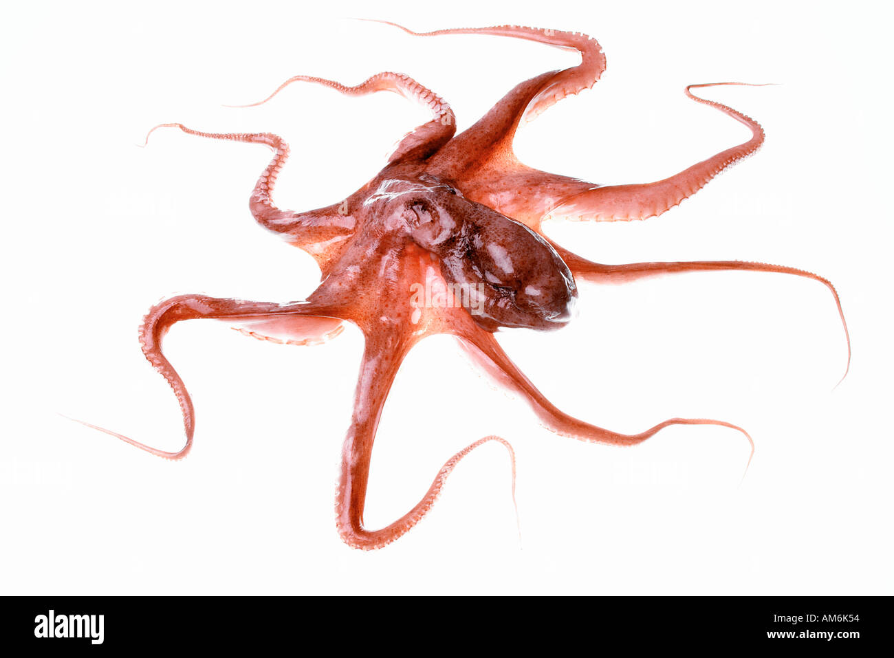 The octopus Cut Out Stock Images & Pictures - Alamy