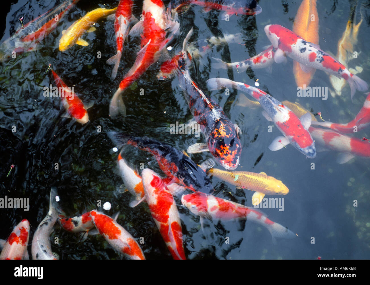 Koi in pond japanese hi-res stock photography and images - Alamy