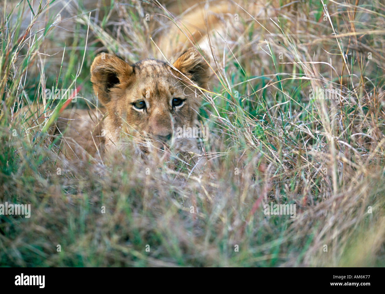 Lion cub hiding in the grass Stock Photo - Alamy