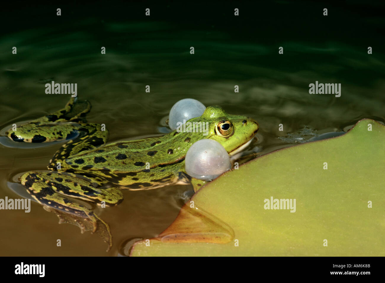 Frog in a swamp Stock Photo - Alamy