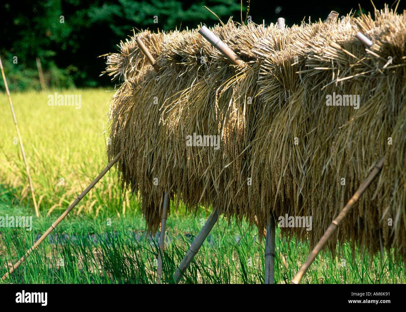 Rice drying on outdoor racks next to a rice paddy in Japan Stock Photo ...