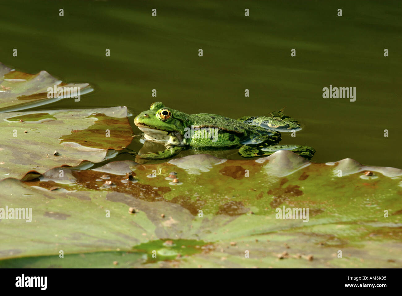 Frog in a swamp Stock Photo - Alamy