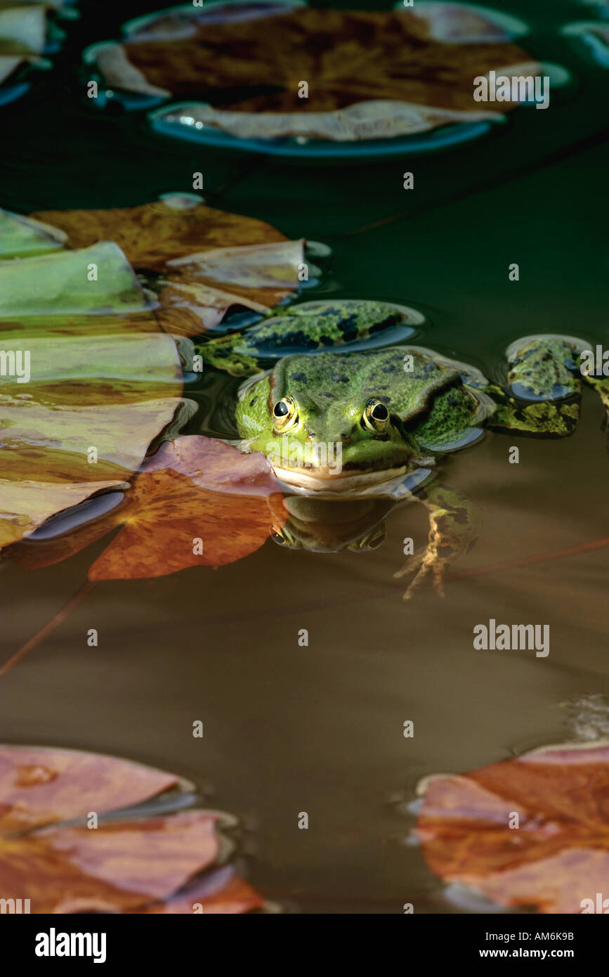 Frog in a Swamp Stock Photo - Alamy