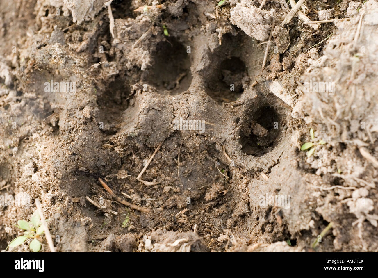 Lion paw print hi-res stock photography and images - Alamy