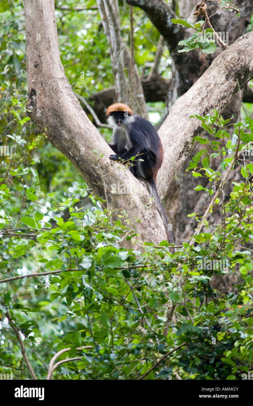 Udzungwa red colobus also known as Iringa red colobus Procolobus ...