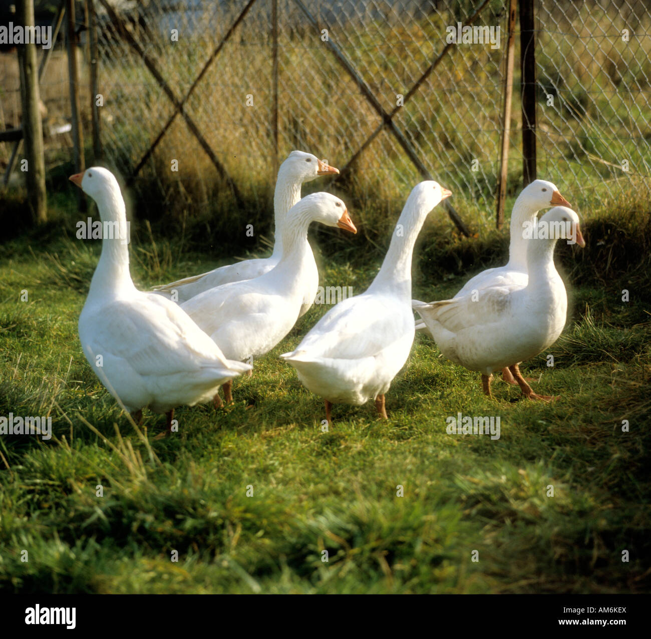 Geese (Anser anser f. domestica), species-appropriate keeping Stock ...