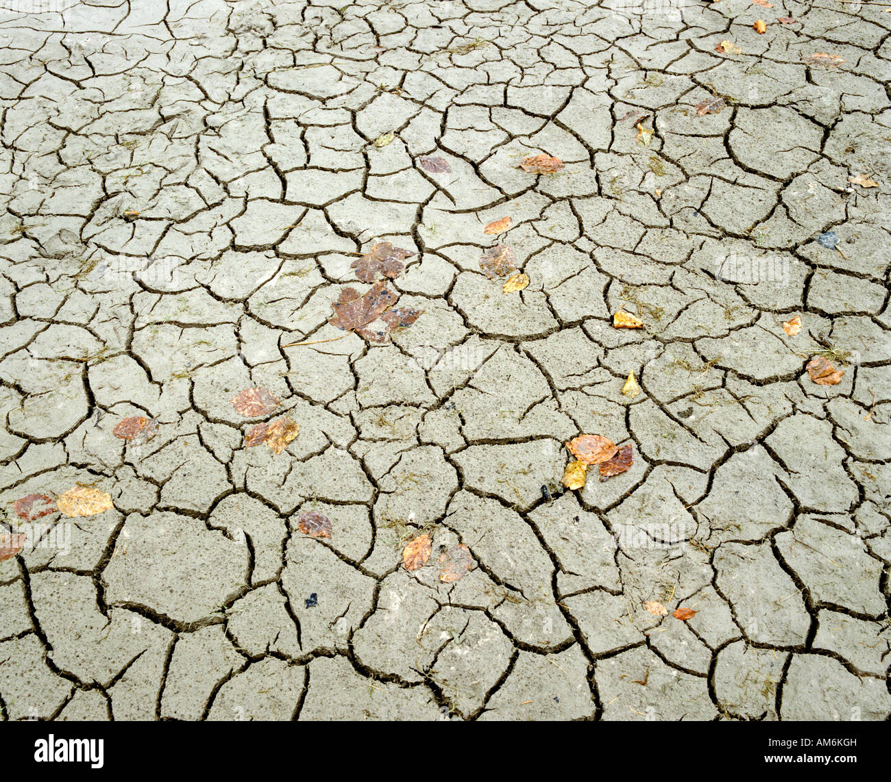 Dried up stream bed with autumn foliage Stock Photo - Alamy