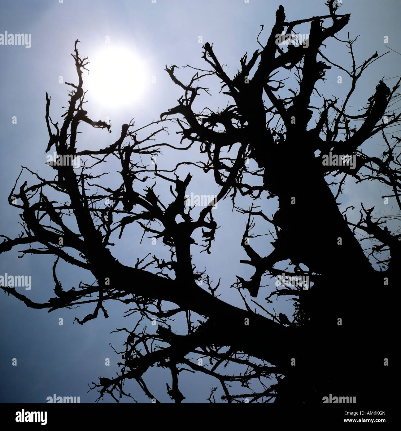 Dead Tree Silhouette With Roots