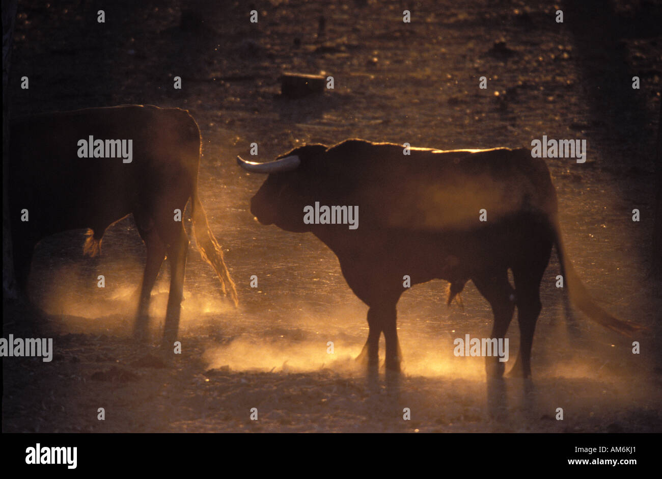 A fighting bull at dusk Stock Photo - Alamy