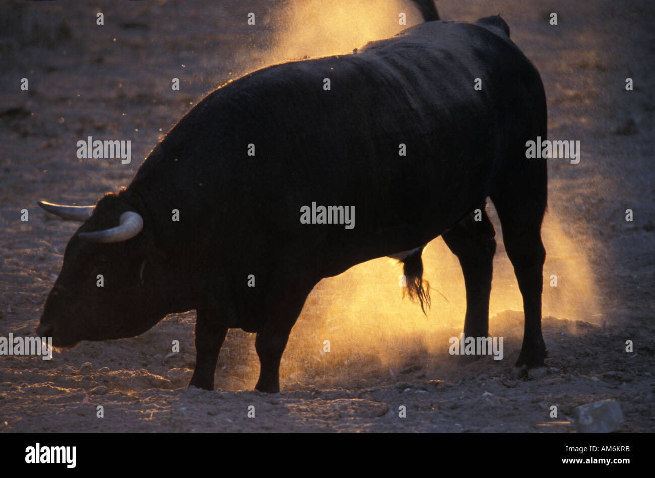 Fighting Bull Wallpaper