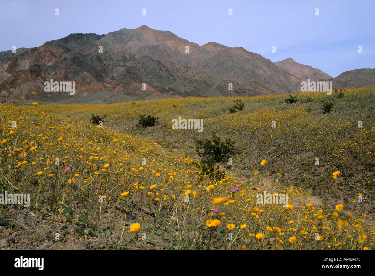 Death valley spring wildflowers hi-res stock photography and images - Alamy