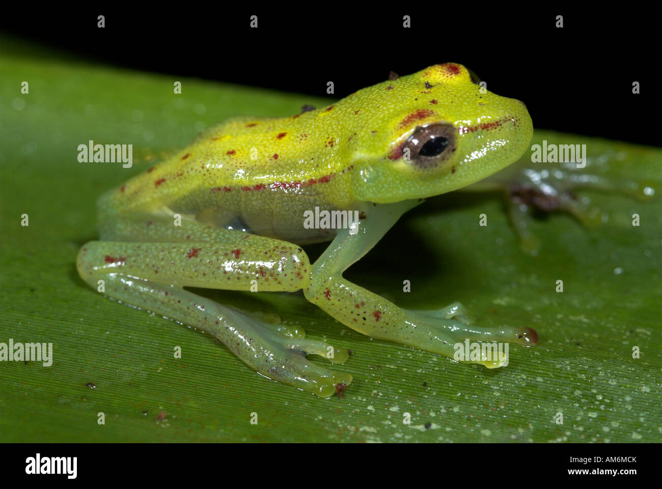 Northern glass frog hi-res stock photography and images - Alamy