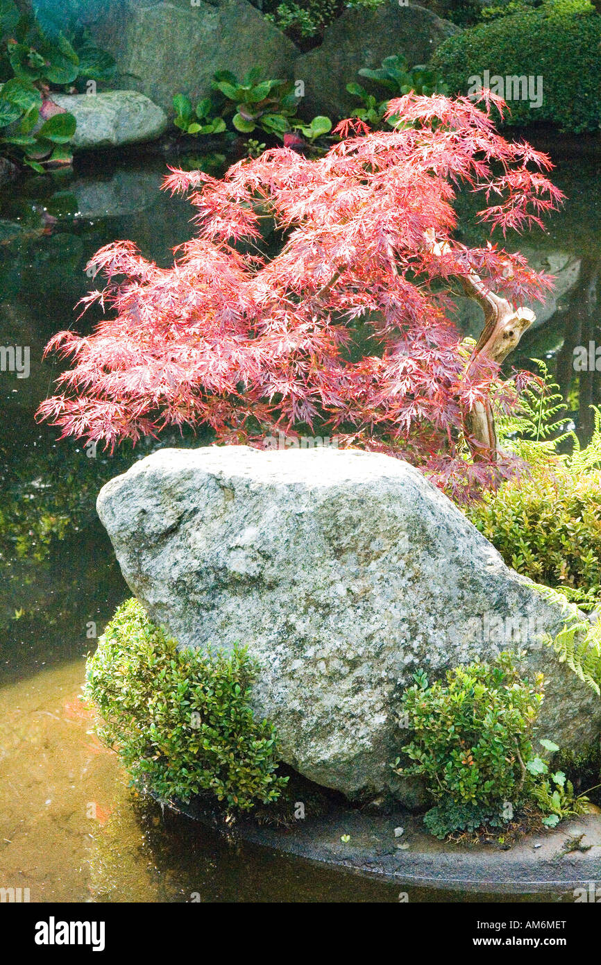 Rock and Japanese maple Stock Photo - Alamy