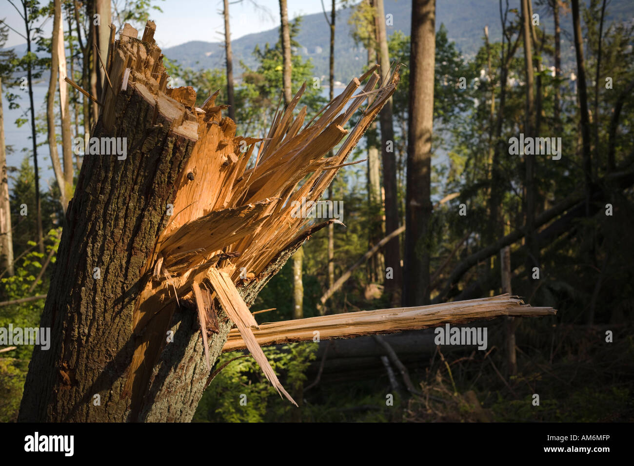 Fallen trees in damaged forest hi-res stock photography and images - Alamy