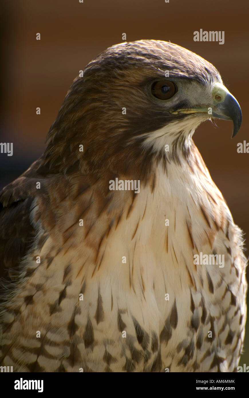 Red Tailed Hawk Stock Photo - Alamy