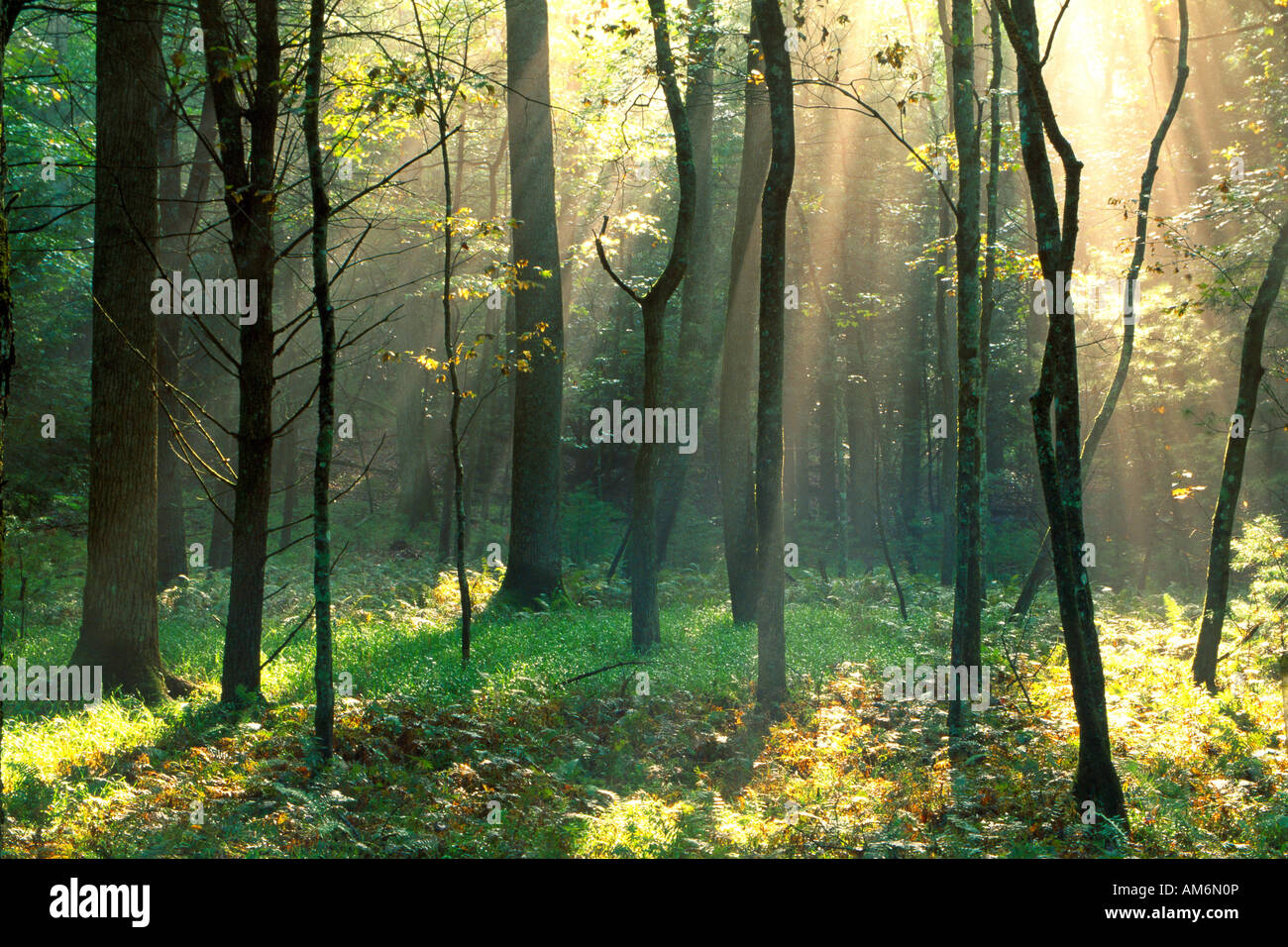 FOREST CADES COVE GREAT SMOKY MOUNTAINS NATIONAL PARK TN Stock Photo ...