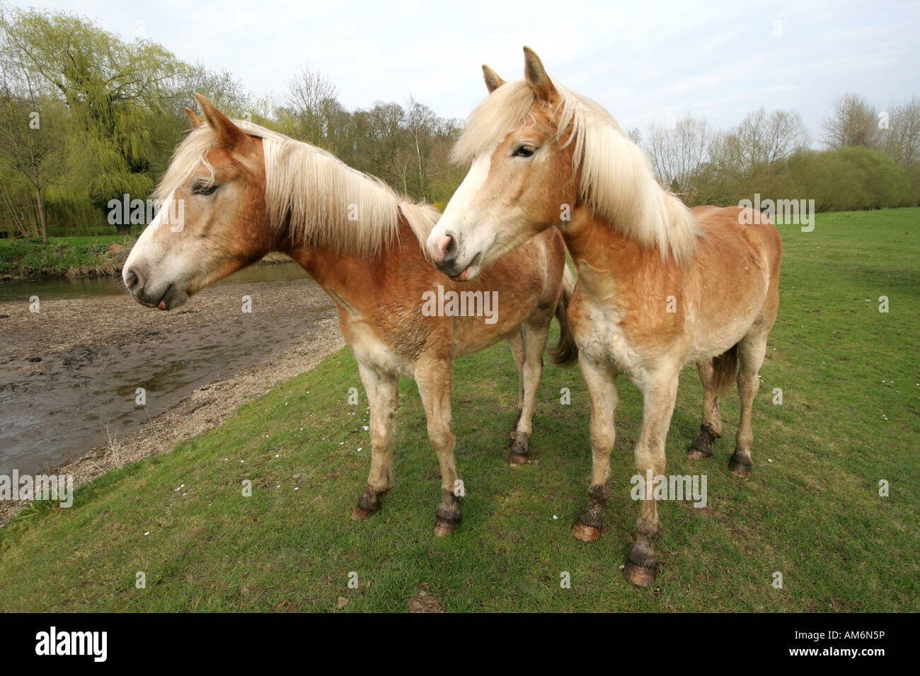 Stud farm horse uk hi-res stock photography and images - Alamy