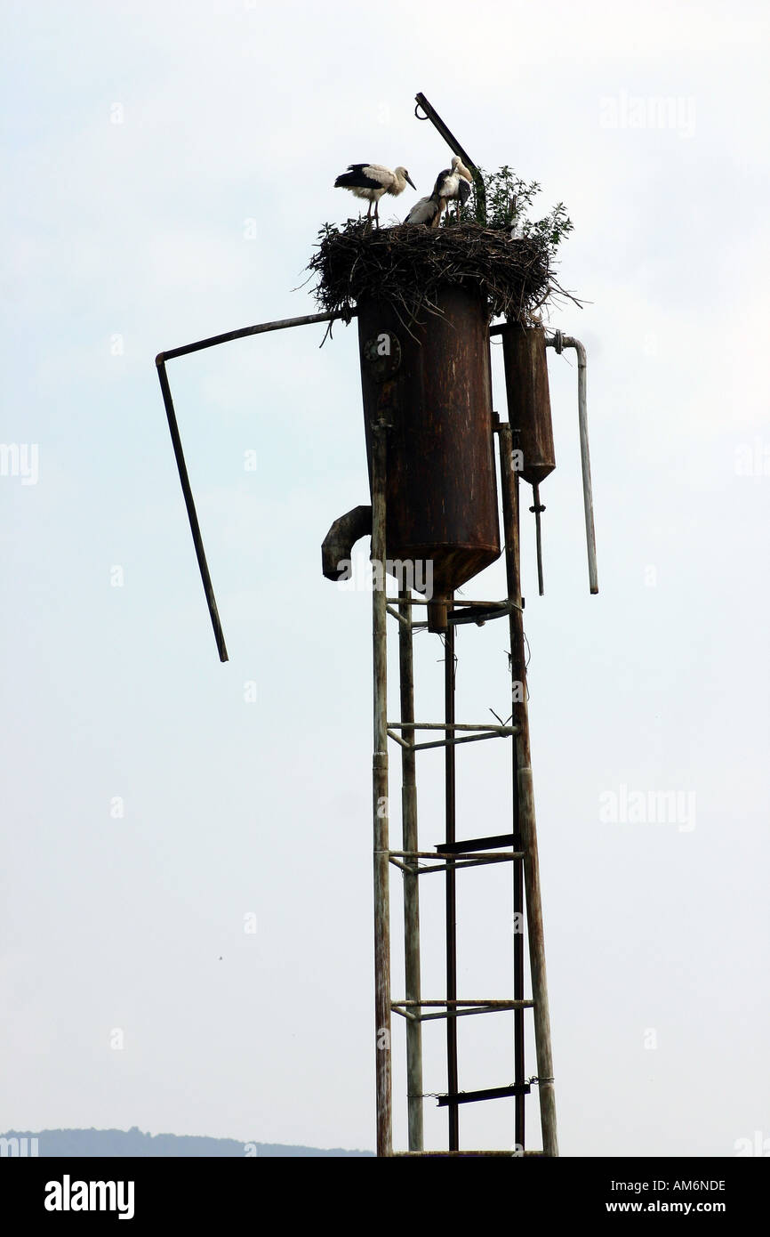 Stork home hi-res stock photography and images - Alamy
