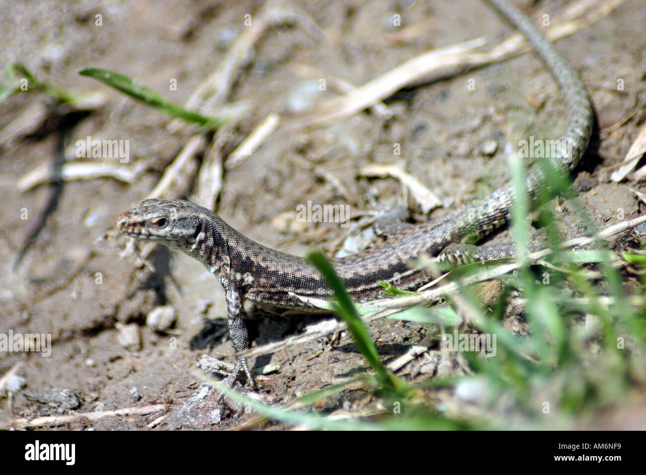 Lizard hunt hi-res stock photography and images - Alamy