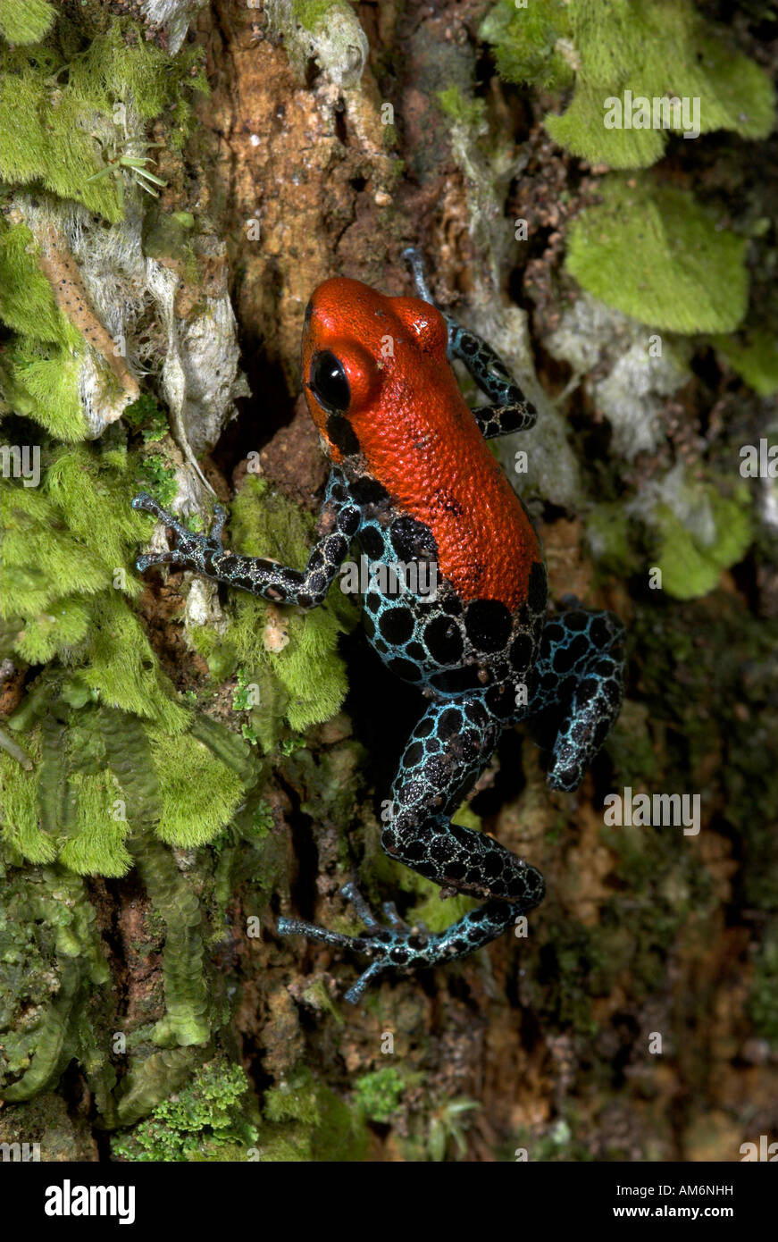 Red Back Poison Frog or Reticulated Poison Frog Dendrobates reticulatus ...