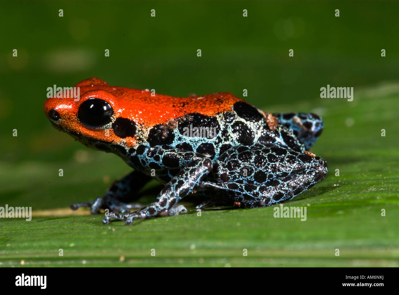Red Back Poison Frog or Reticulated Poison Frog Dendrobates reticulatus ...