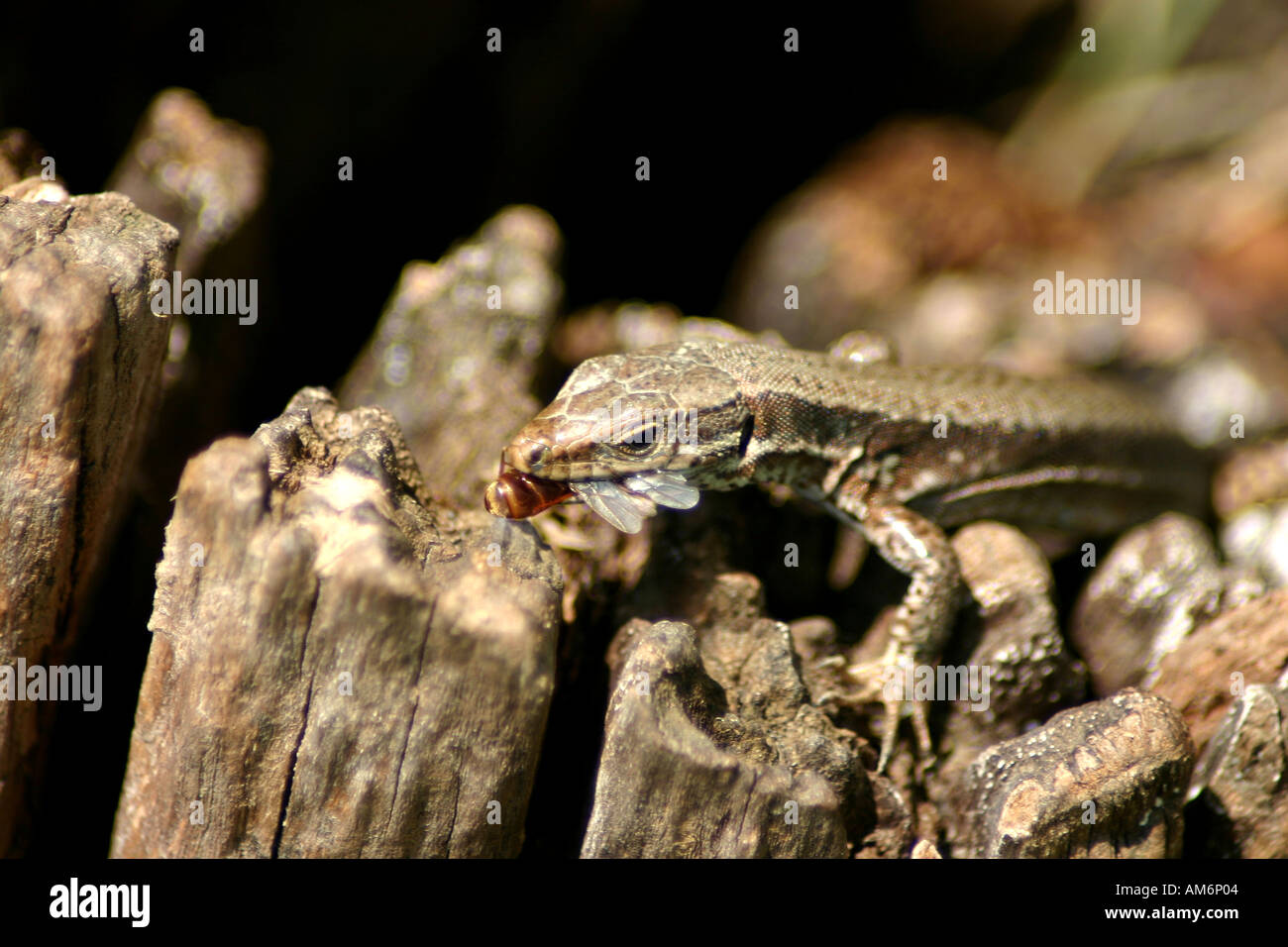 Lizard hunt hi-res stock photography and images - Alamy