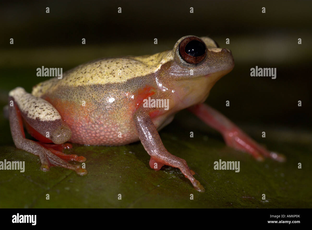 Clown treefrog hi-res stock photography and images - Alamy