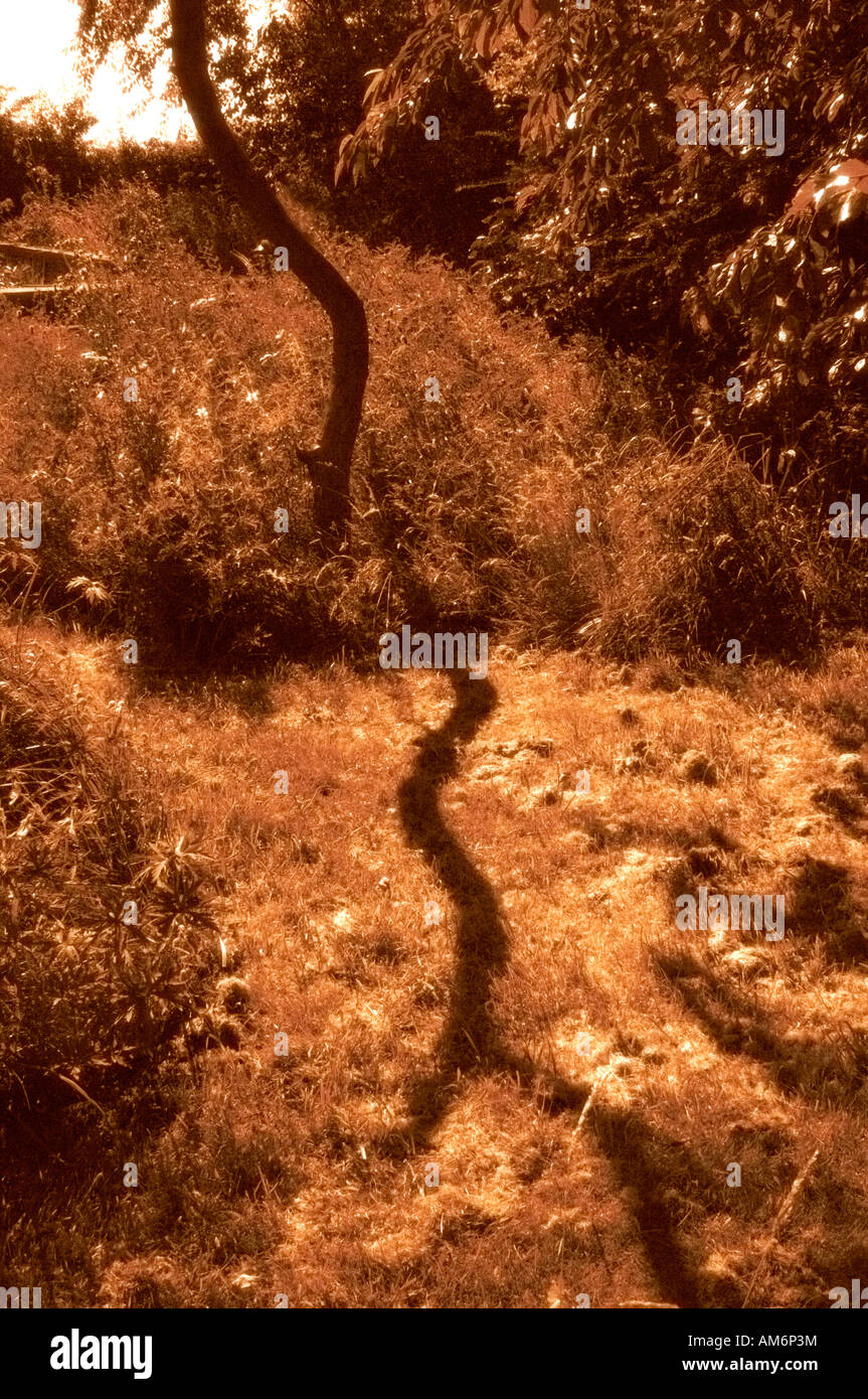 Tree Shadow Stretching Across A Lawn Stock Photo - Alamy