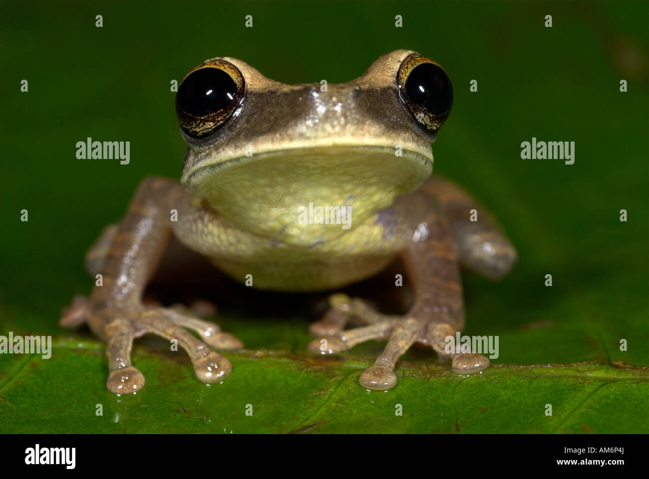 Common Laughing Frog Osteocephalus taurinus Iquitos Northern Peru Stock ...