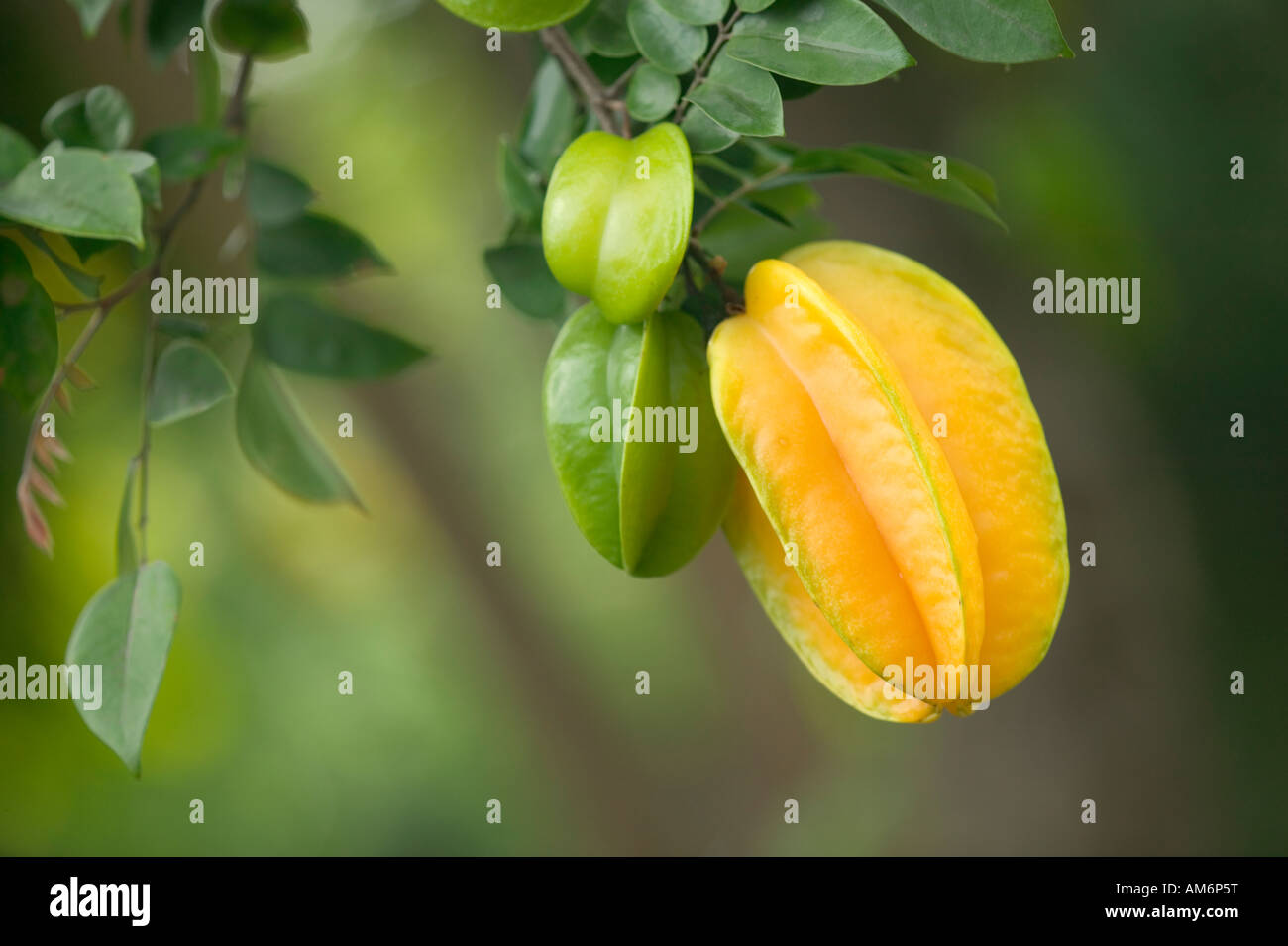 Mature starfruit hanging on branch Stock Photo - Alamy