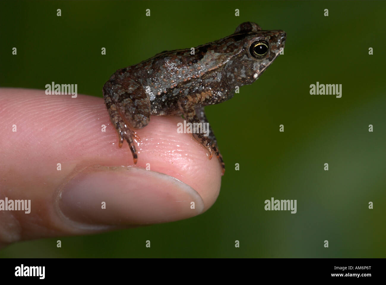 Small Frog on finger Phyllonastes myrmecoides Iquitos Northern Peru ...
