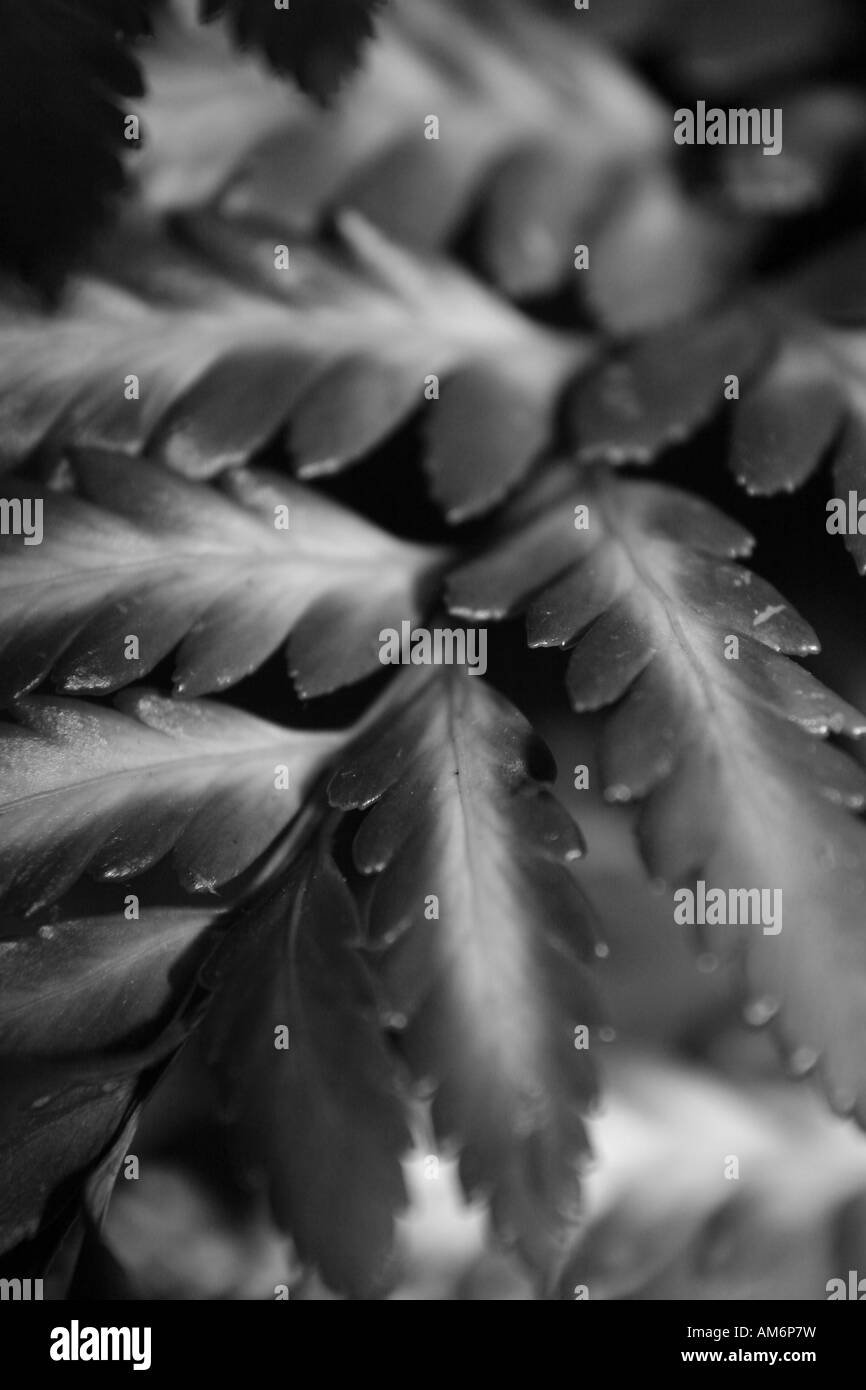 Leaves die Black and White Stock Photos & Images - Alamy