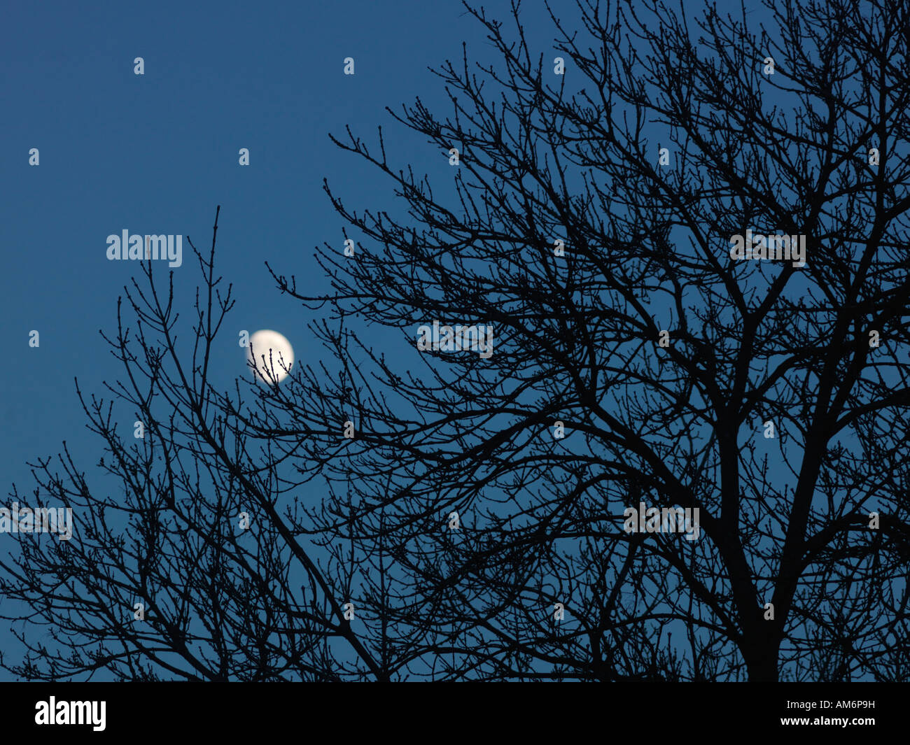 Moon and Trees Blue Sky Stock Photo - Alamy