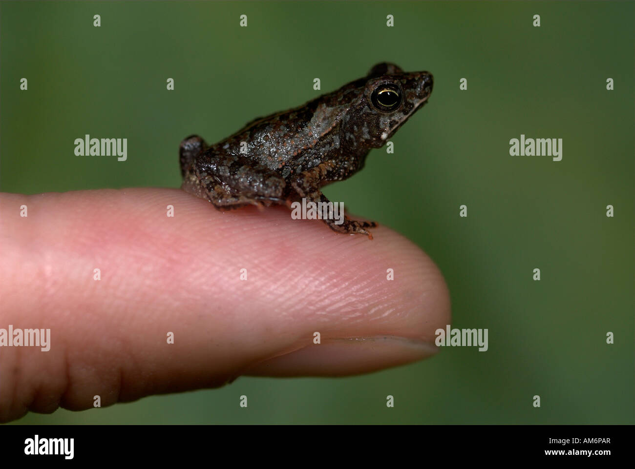 Small Frog on finger Phyllonastes myrmecoides Iquitos Northern Peru ...