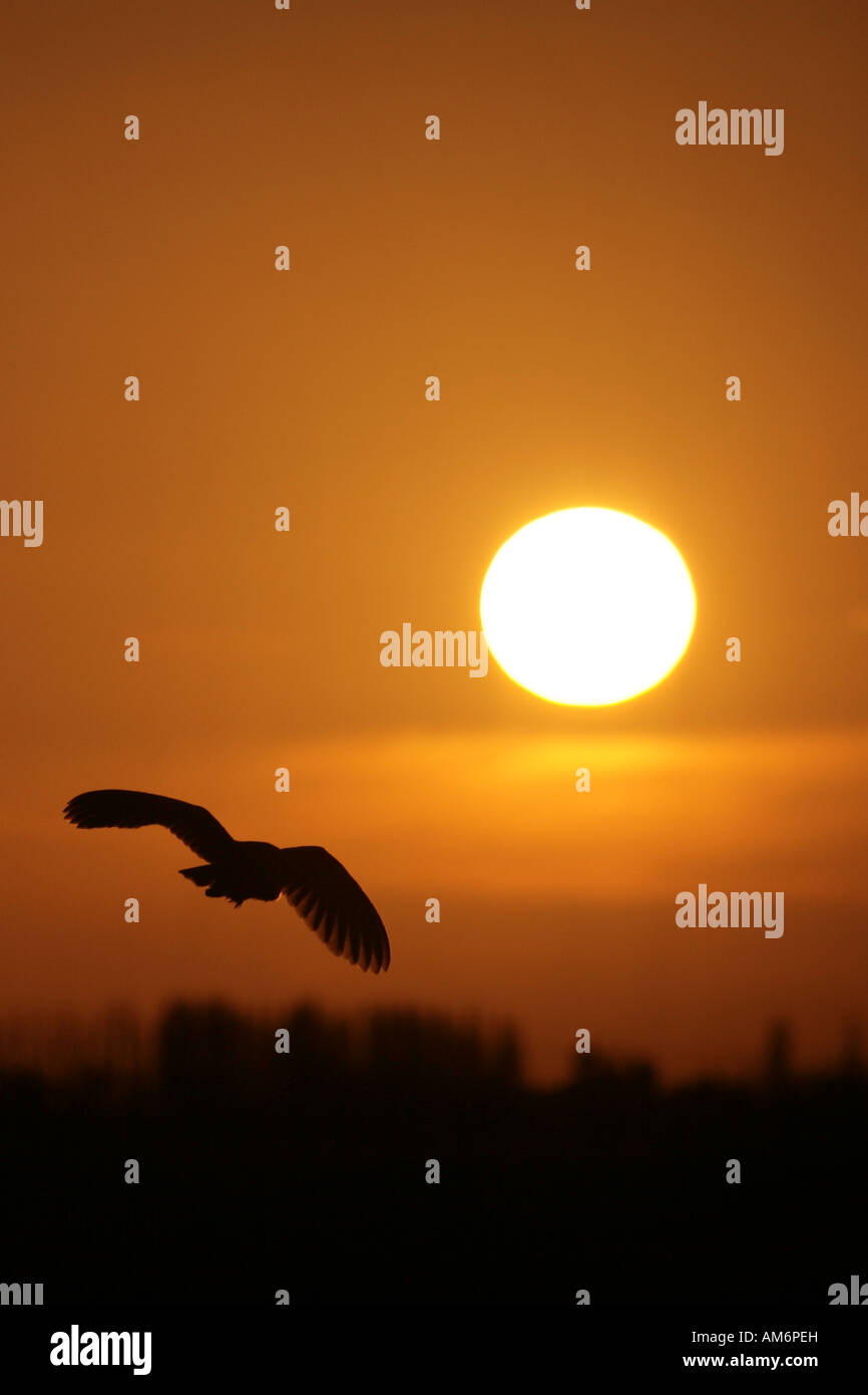 Barn Owl Tyto alba at sunset Stock Photo - Alamy