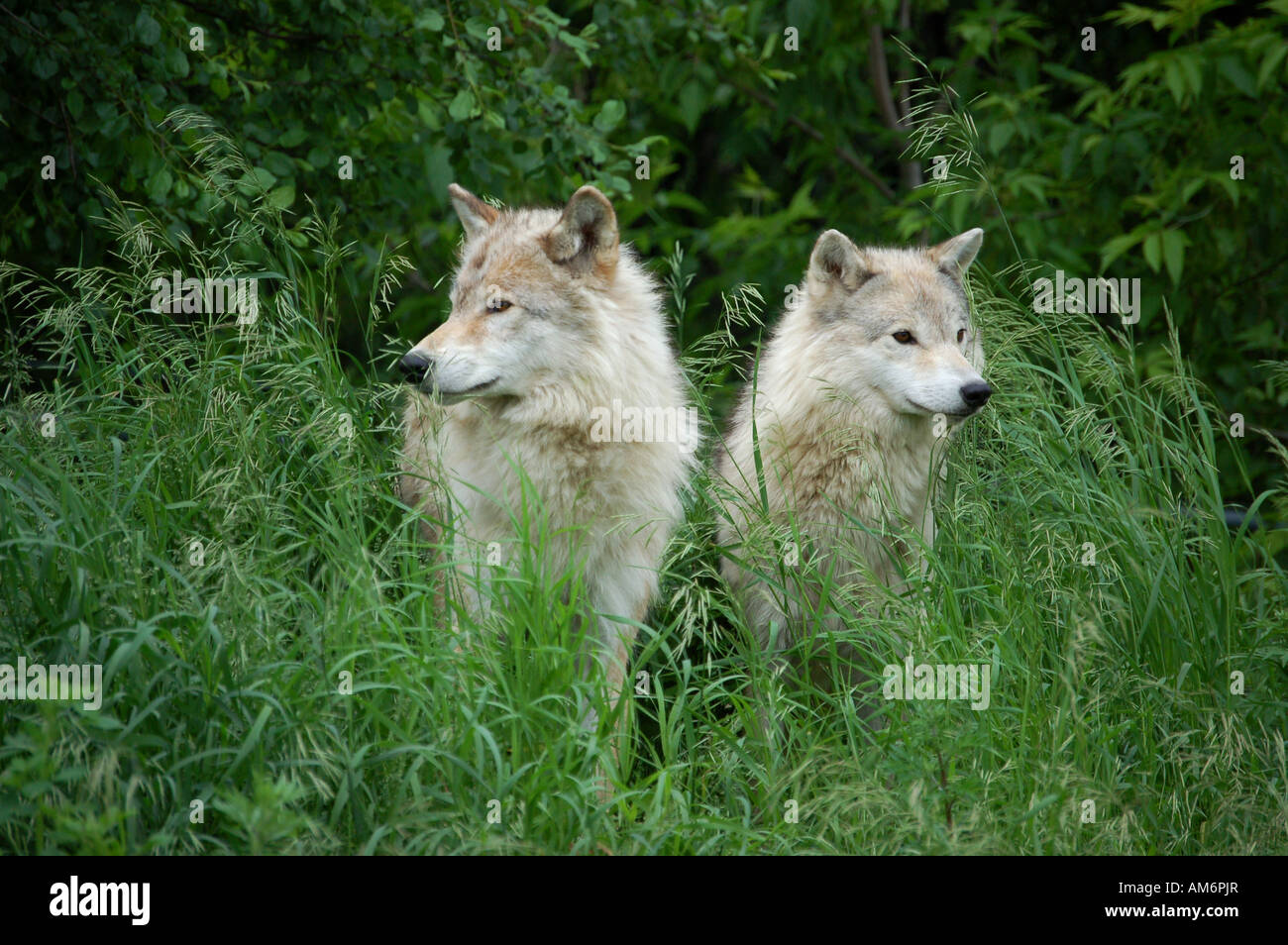 Canadian Timber Wolf pair Stock Photo - Alamy