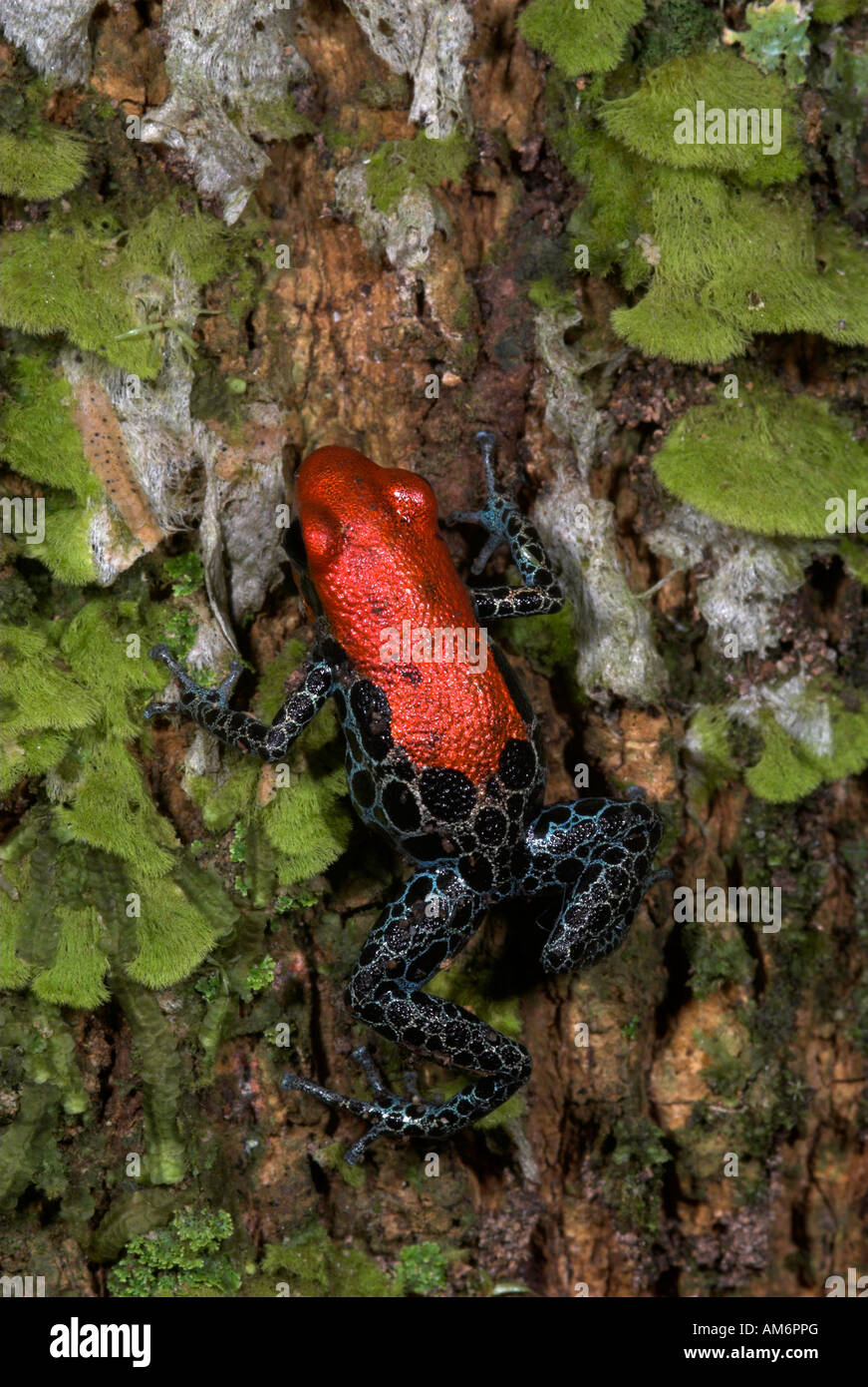 Red Back Poison Frog or Reticulated Poison Frog Dendrobates reticulatus ...