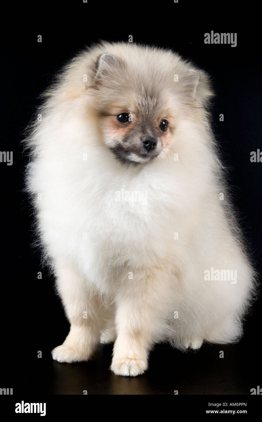 animals; puppy; Pomeranian; spitz; dog; pets; canine; small; purebred ...