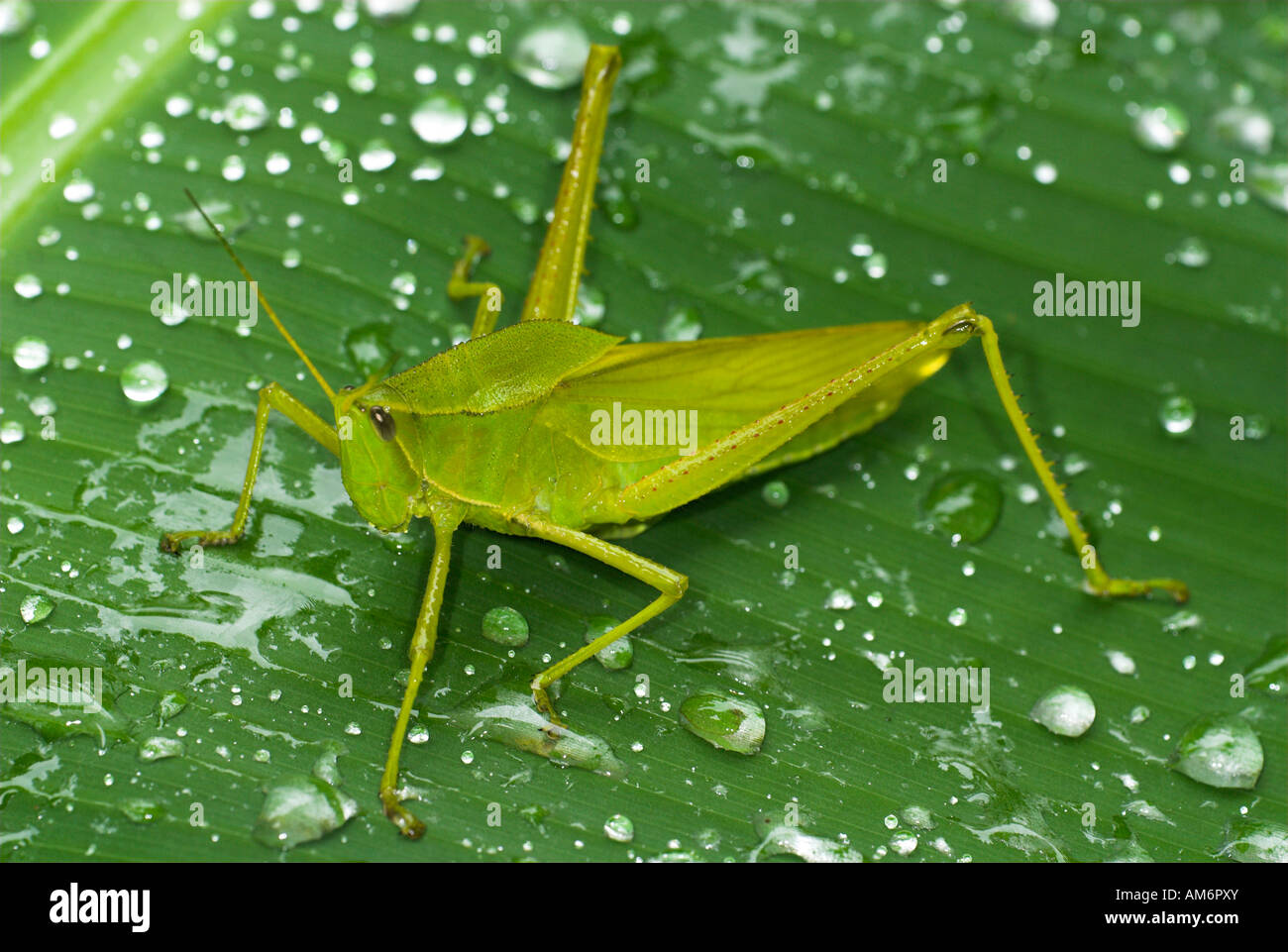 Green Grasshopper Prionolopha serrata Manu Peru Stock Photo - Alamy