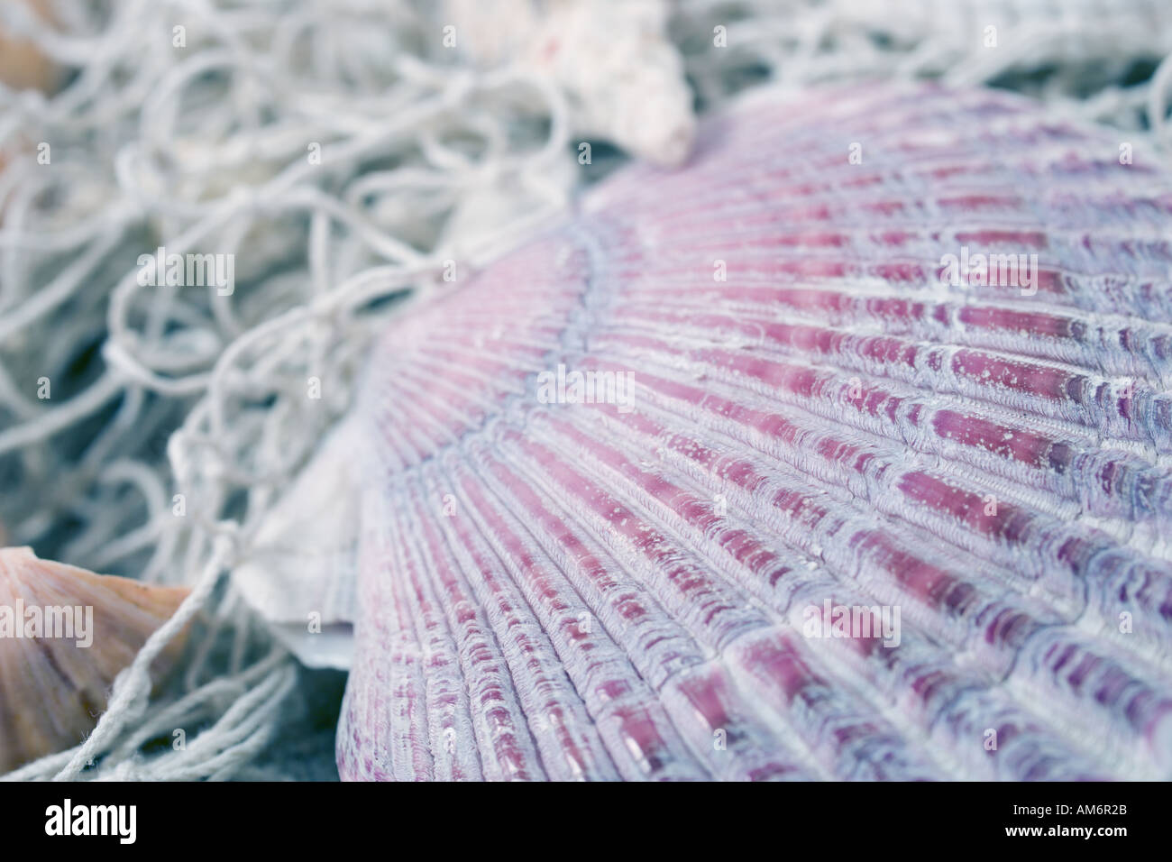 Shells and fishing net on the beach Stock Photo - Alamy