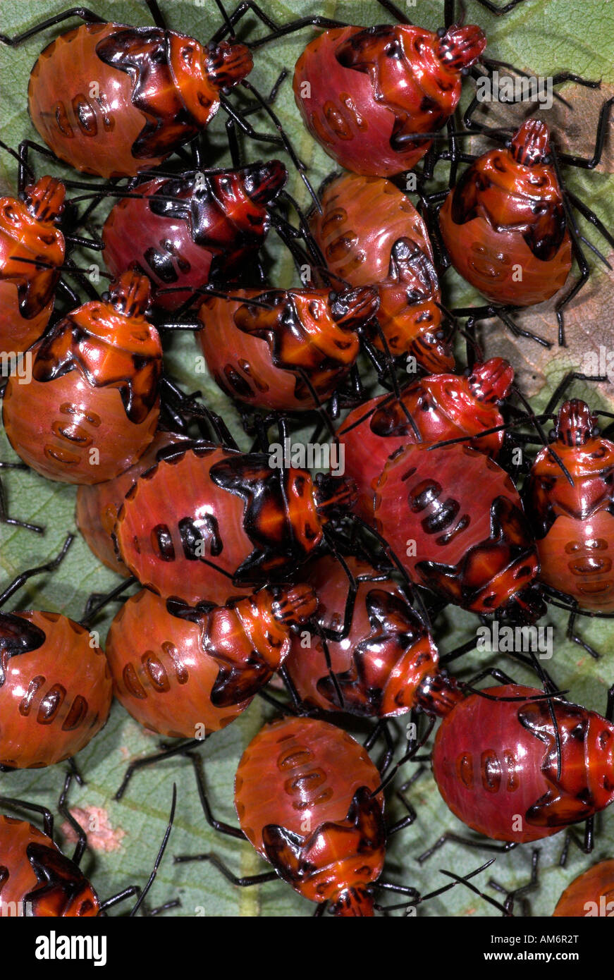 Shield Bugs Family: Scutelleridae. Manu Peru Stock Photo - Alamy