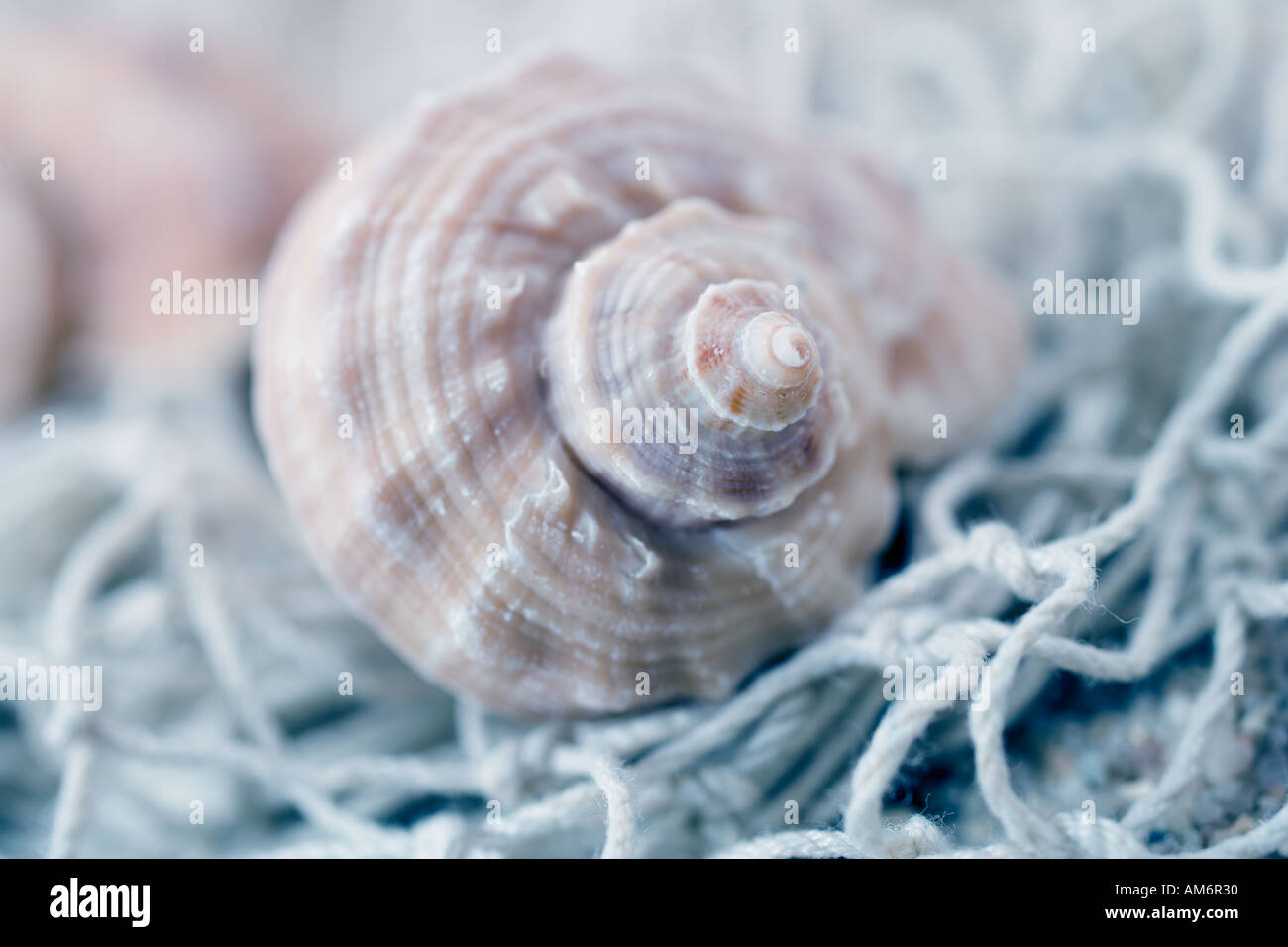 Decorated net shells hi-res stock photography and images - Alamy