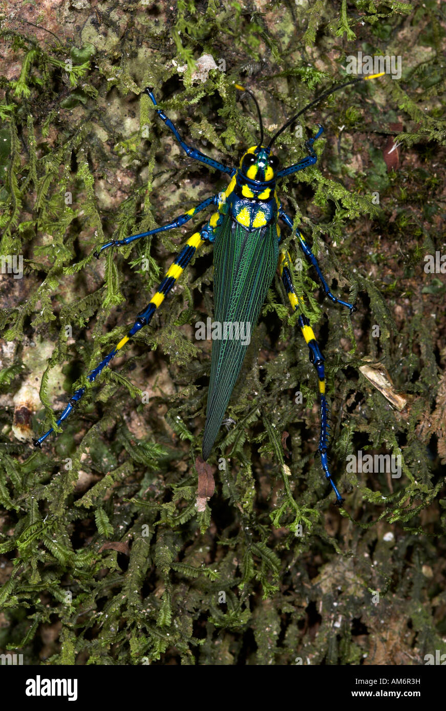 Grasshopper Chromacris colorata Iquitos Peru Stock Photo - Alamy